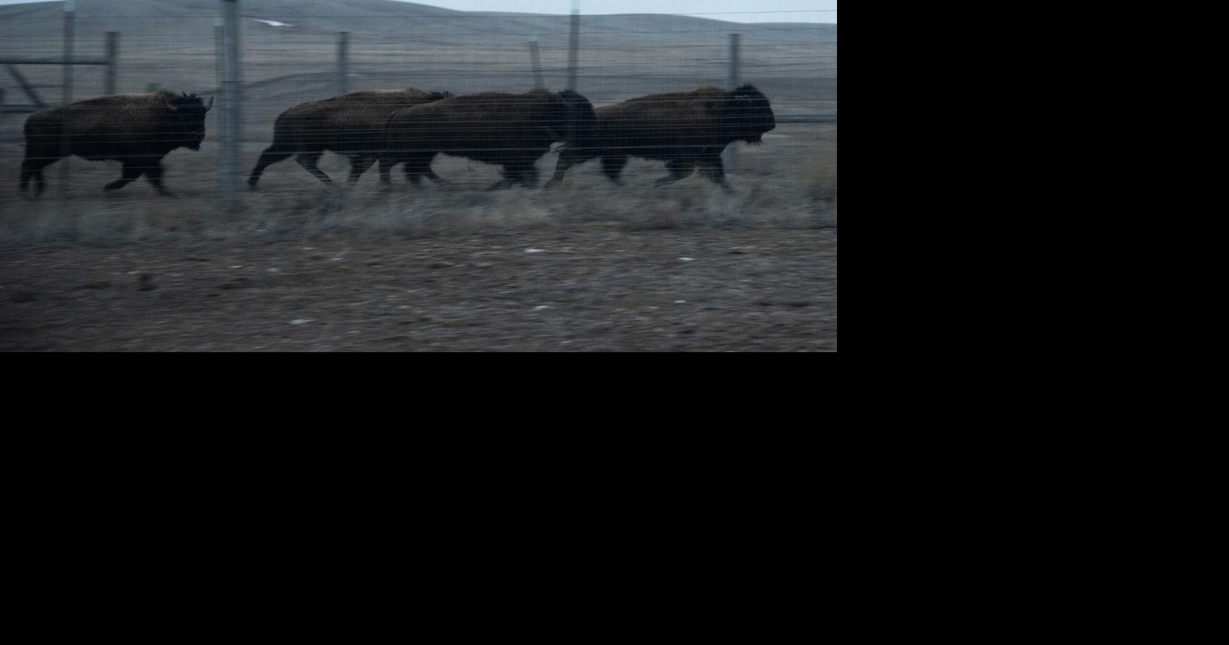 Yellowstone National Park unveils official bison management plan | News | bozemandailychronicle.com