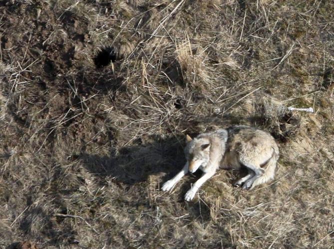 One-eyed Yellowstone female wolf still hunting at 11 | Wildlife ...