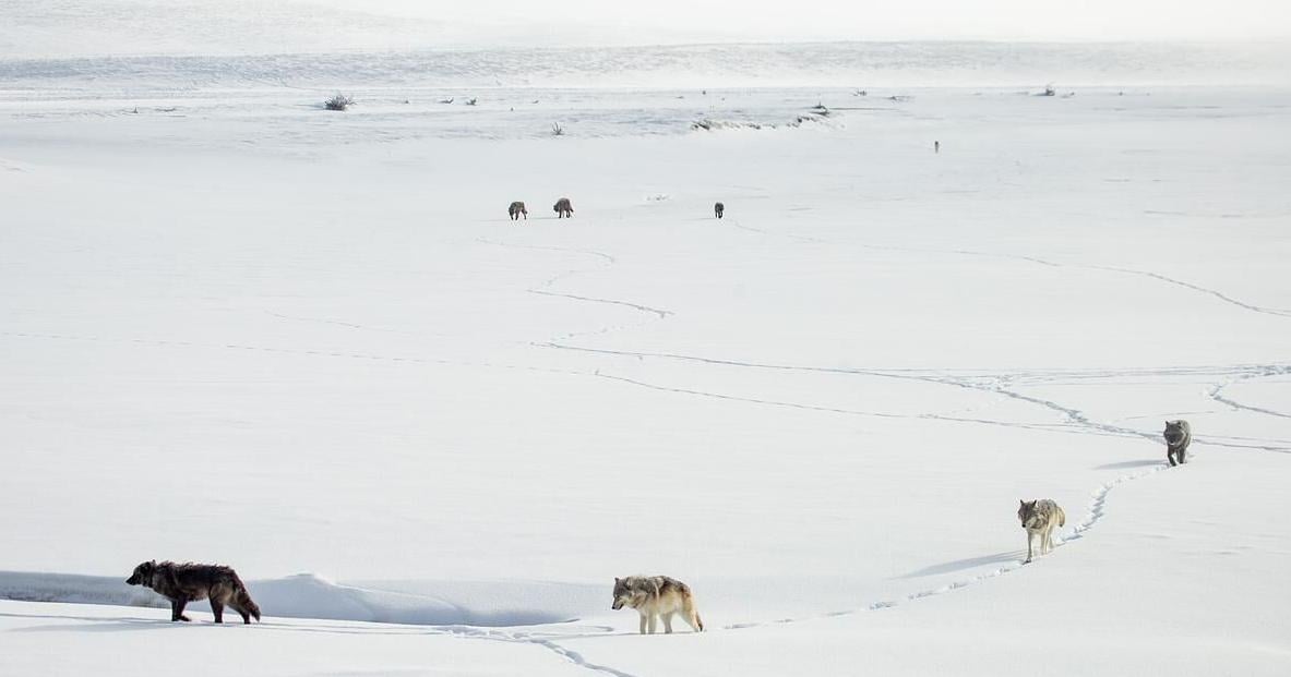 'Where do wolves get to be wolves?' What happens when canis lupus ...