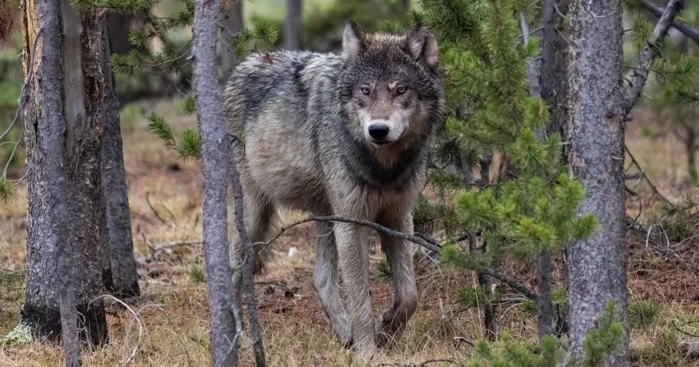Did restoring wolves to Yellowstone save the park’s aspen trees? | News ...