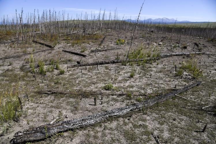 A tale of two fires: Revisiting the burn scars of 1988 and 2016 in ...