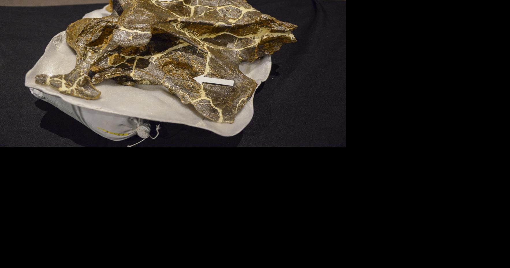 First evidence of respiratory infection in a dinosaur recovered in ...