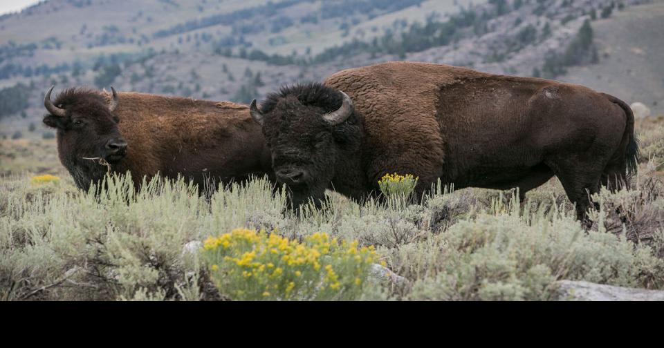 Bison group meets to discuss restoration, communication | Environment ...