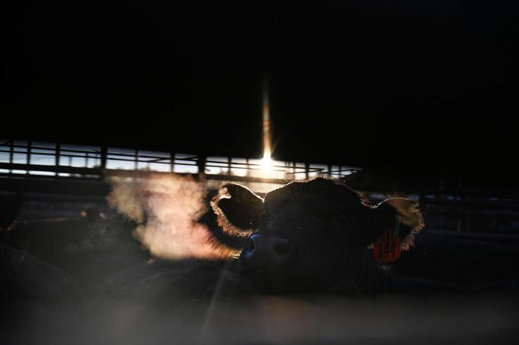 A morning at one of the state’s busiest cattle auctions | News ...