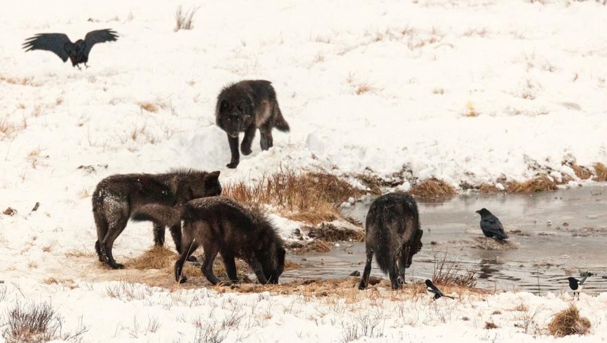 Yellowstone wolf's skeleton testifies to a wild life | News ...