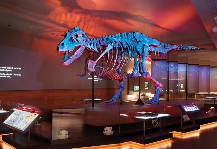 'Rock star': A girl T. rex named Sue is coming to Museum of the Rockies ...