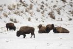 No target set for annual Yellowstone bison cull; officials plan to ...