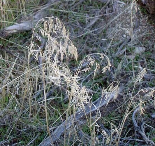 How Wyoming is battling cheatgrass, an 'existential' threat | News ...