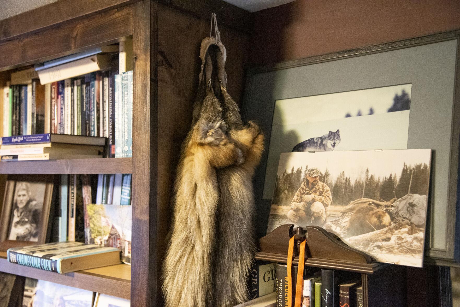 'Honest, hardworking, humble': Yellowstone National Park's lead wolf ...