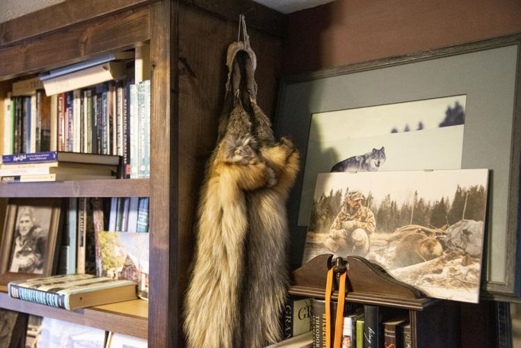 'Honest, hardworking, humble': Yellowstone National Park's lead wolf ...