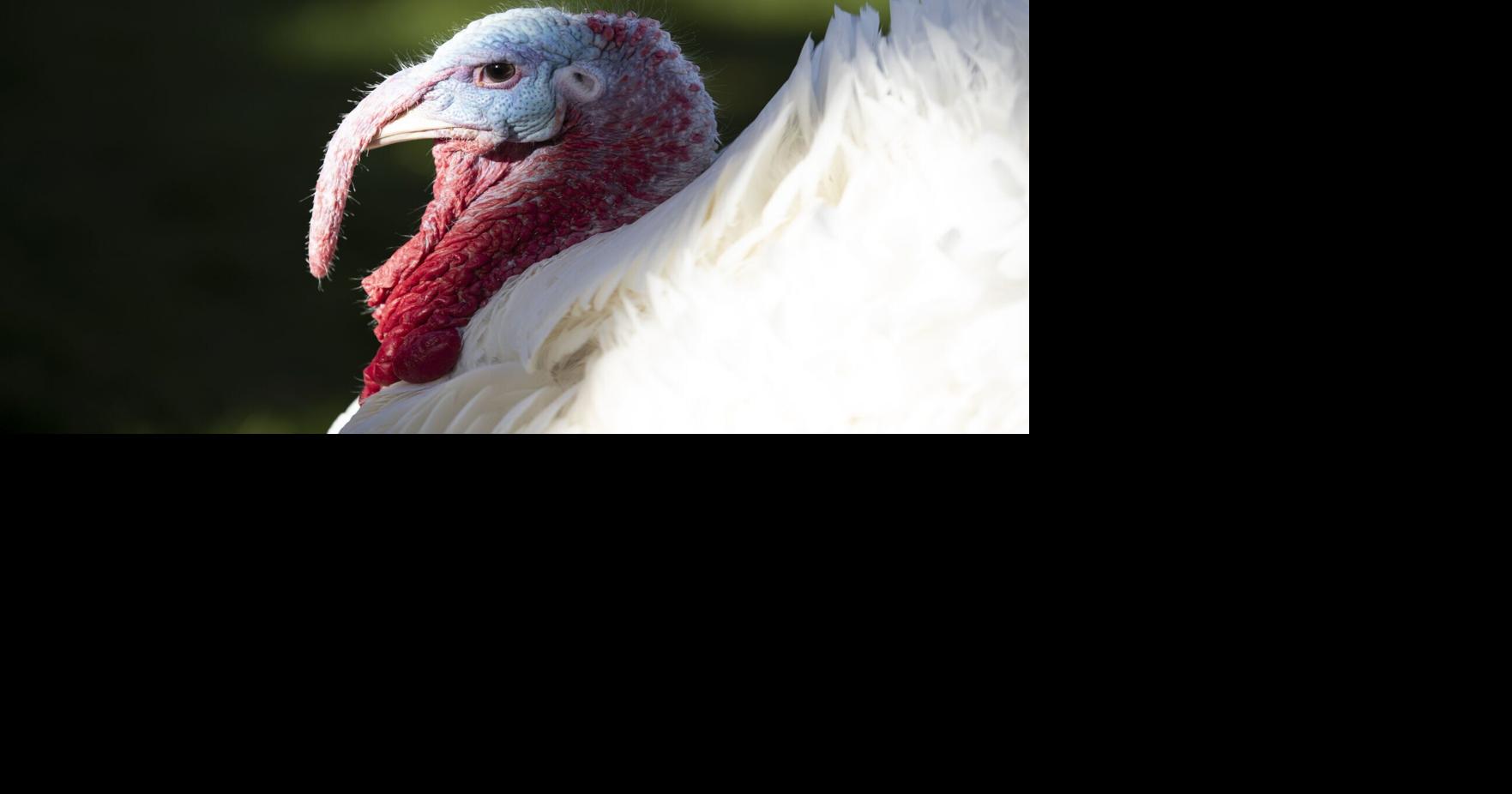 Holiday stress?: Turkey prices up big as Thanksgiving nears | News ...