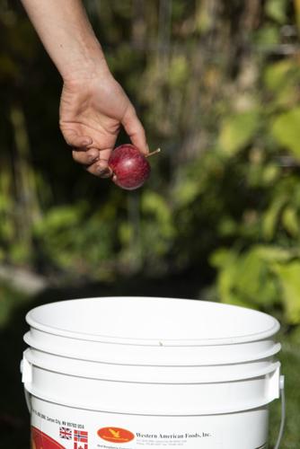 Apples to cider: Lockhorn Hard Cider turns unwanted apples into ...
