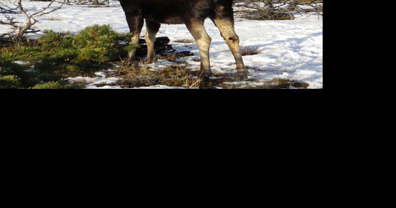 Decade-long moose study in Montana comes to a close | News ...