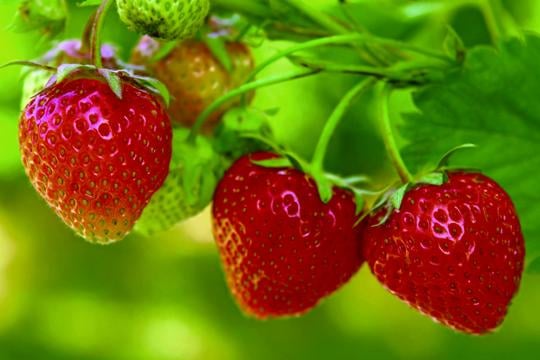 Grow Your Own Strawberries – Everyone’s Favorite | Gardening ...