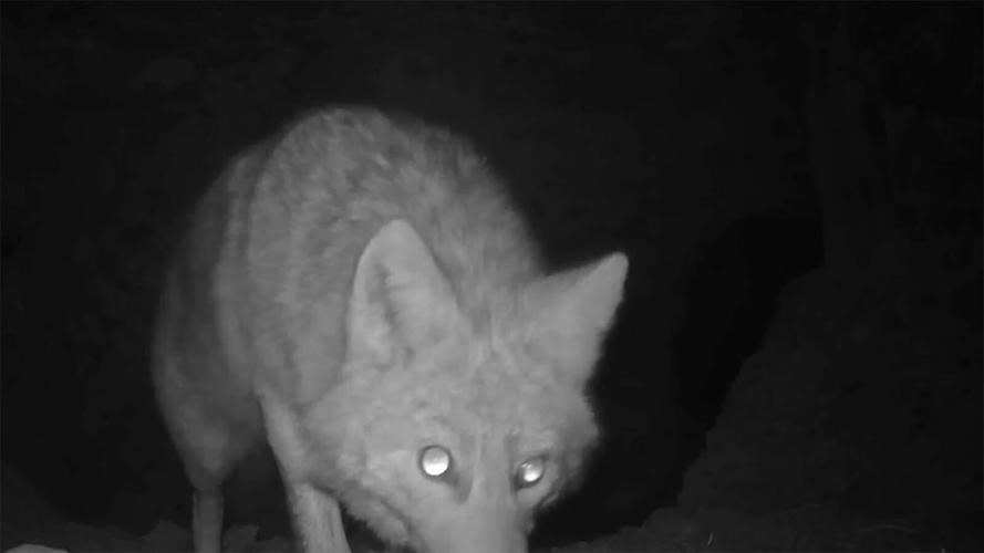 Picture this! Montana filmmaker forgets cameras in grizzly caves north ...