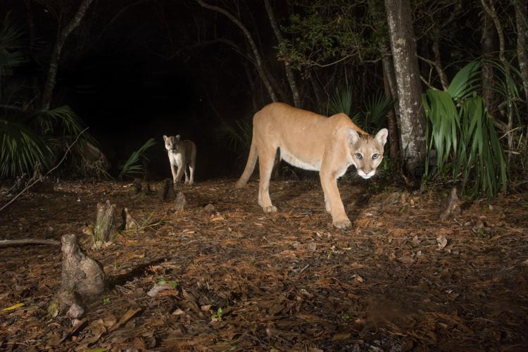 'Path of the Panther' film is a beacon of hope for conservation ...