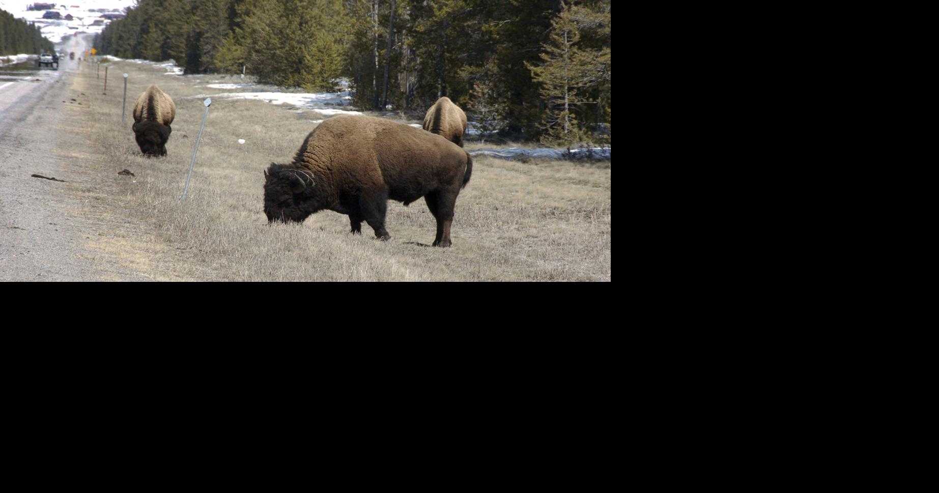 FWP releases guidelines for bison restoration | Environment ...
