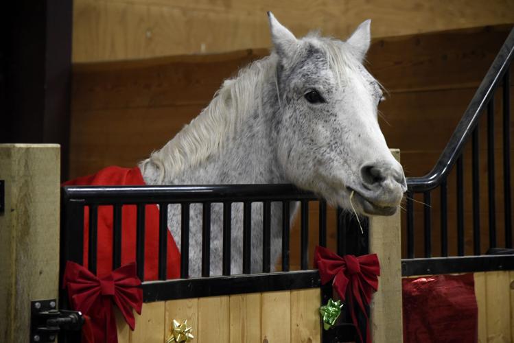 Christmas wish: Girl adopts horse from rescue in Livingston | News ...