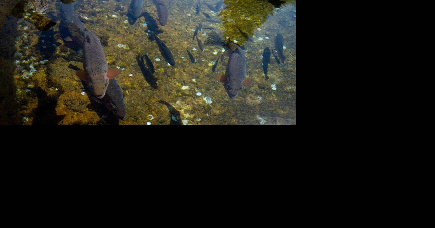 Private fish pond problems rise as permit requests climb | Environment ...