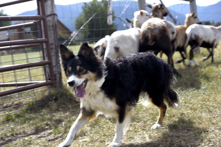 Bozeman border collie headed to sheep herding championships | News ...