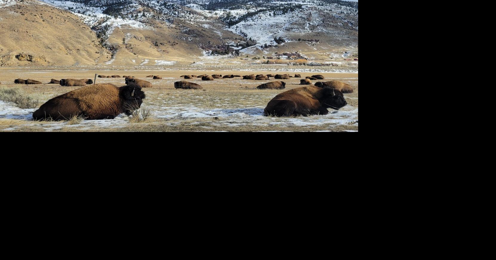 Hunters see strong bison migration out of Yellowstone as capture ...