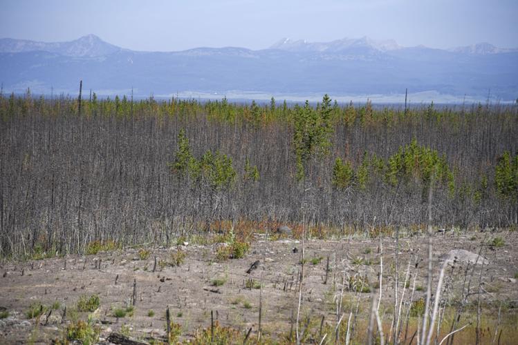 A tale of two fires: Revisiting the burn scars of 1988 and 2016 in ...