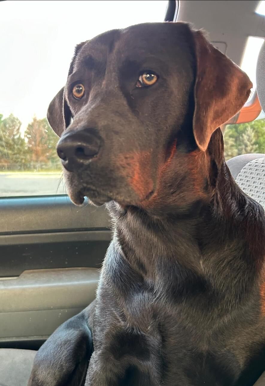 'Crazy how talented he is': Montana State WR Taco Dowler finds stress ...