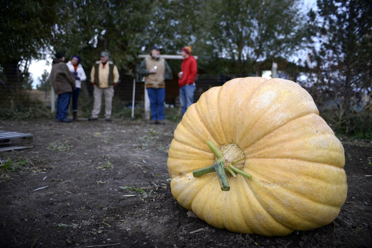Rusty Taylor and the quest for the great pumpkin | News ...