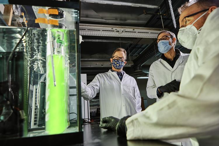 Montana State University receives millions to study algae biomaterials ...