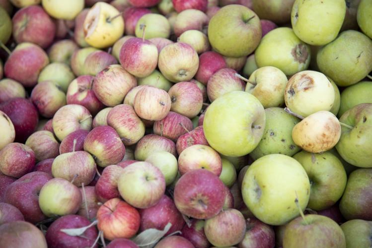 Apples to cider: Lockhorn Hard Cider turns unwanted apples into ...
