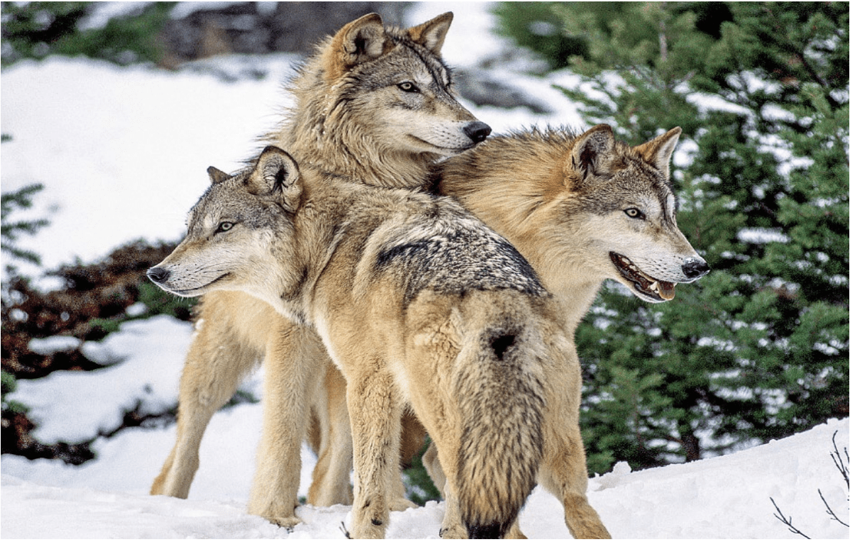 Judge hears arguments in challenge to Montana's wolf seasons | News ...