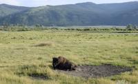 Yellowstone bison numbers down after largest cull in years ...