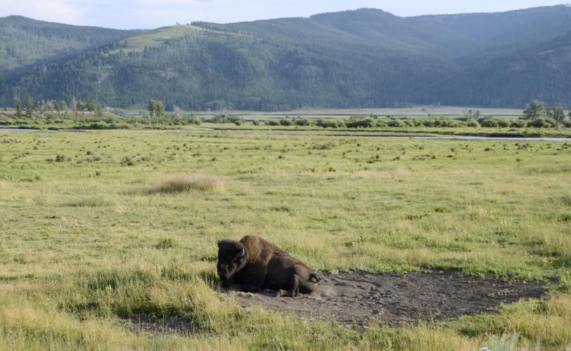 Yellowstone bison numbers down after largest cull in years ...