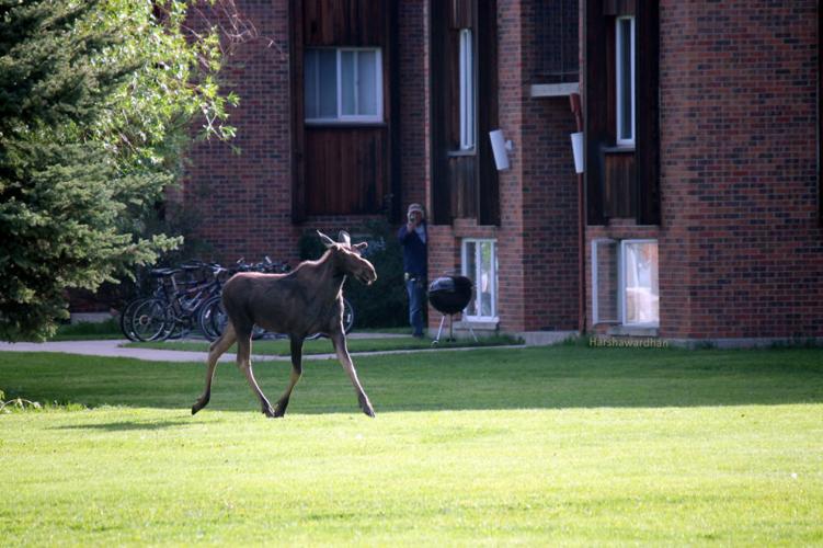 Reader Photos: Moose in Bozeman | Featured | bozemandailychronicle.com
