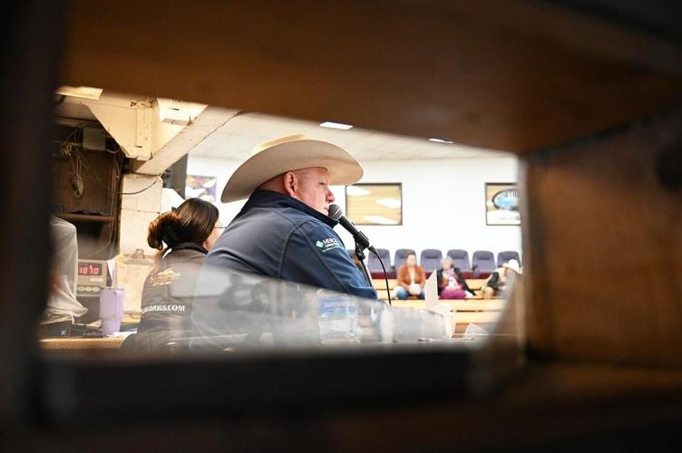 A morning at one of the state’s busiest cattle auctions | News ...
