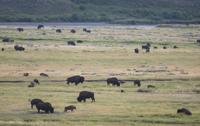 Yellowstone bison numbers down after largest cull in years ...