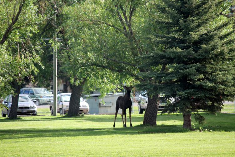 Reader Photos: Moose in Bozeman | Featured | bozemandailychronicle.com