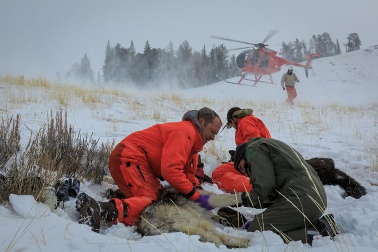 'Moving forward': New leader for Yellowstone Wolf Project talks ...