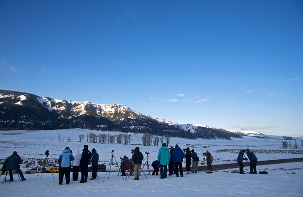 Day in the life of Doug Smith, Yellowstone wolf biologist | Special ...