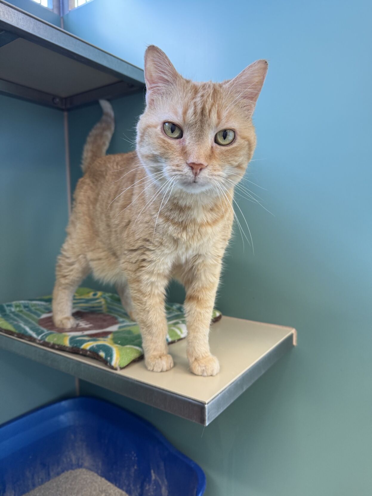 Pet of the week: Clementine | Sox | bozemandailychronicle.com