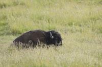 Yellowstone bison numbers down after largest cull in years ...