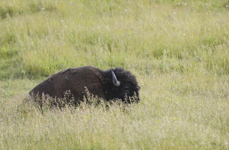 Yellowstone bison numbers down after largest cull in years ...