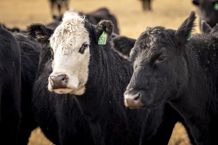 Open Spear Ranch | | bozemandailychronicle.com