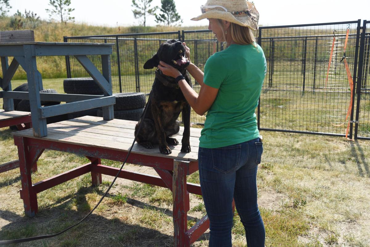 From Nairobi to Livingston: How Svalinn dogs are redefining personal ...