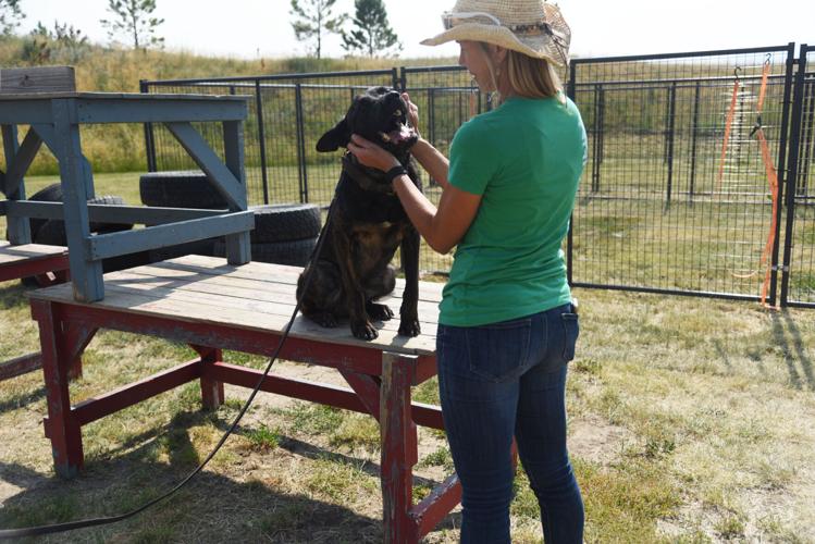 From Nairobi to Livingston: How Svalinn dogs are redefining personal ...