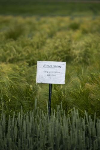 Growing knowledge: Annual MSU agriculture field day series visits ...