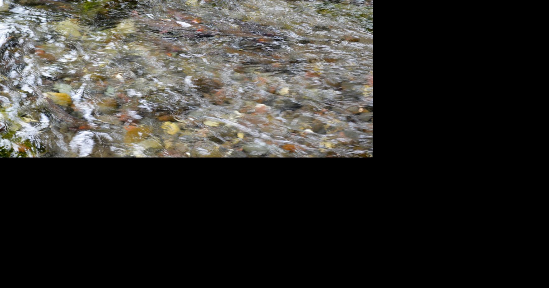 Something to See: Spawning cutthroat in Yellowstone National Park ...