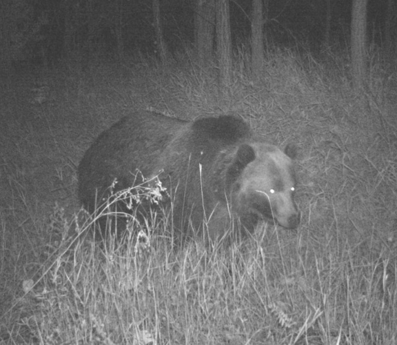 NCDE grizzly bears expand range by 12%, GYE range declines | News ...