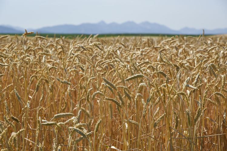 wheat crops information