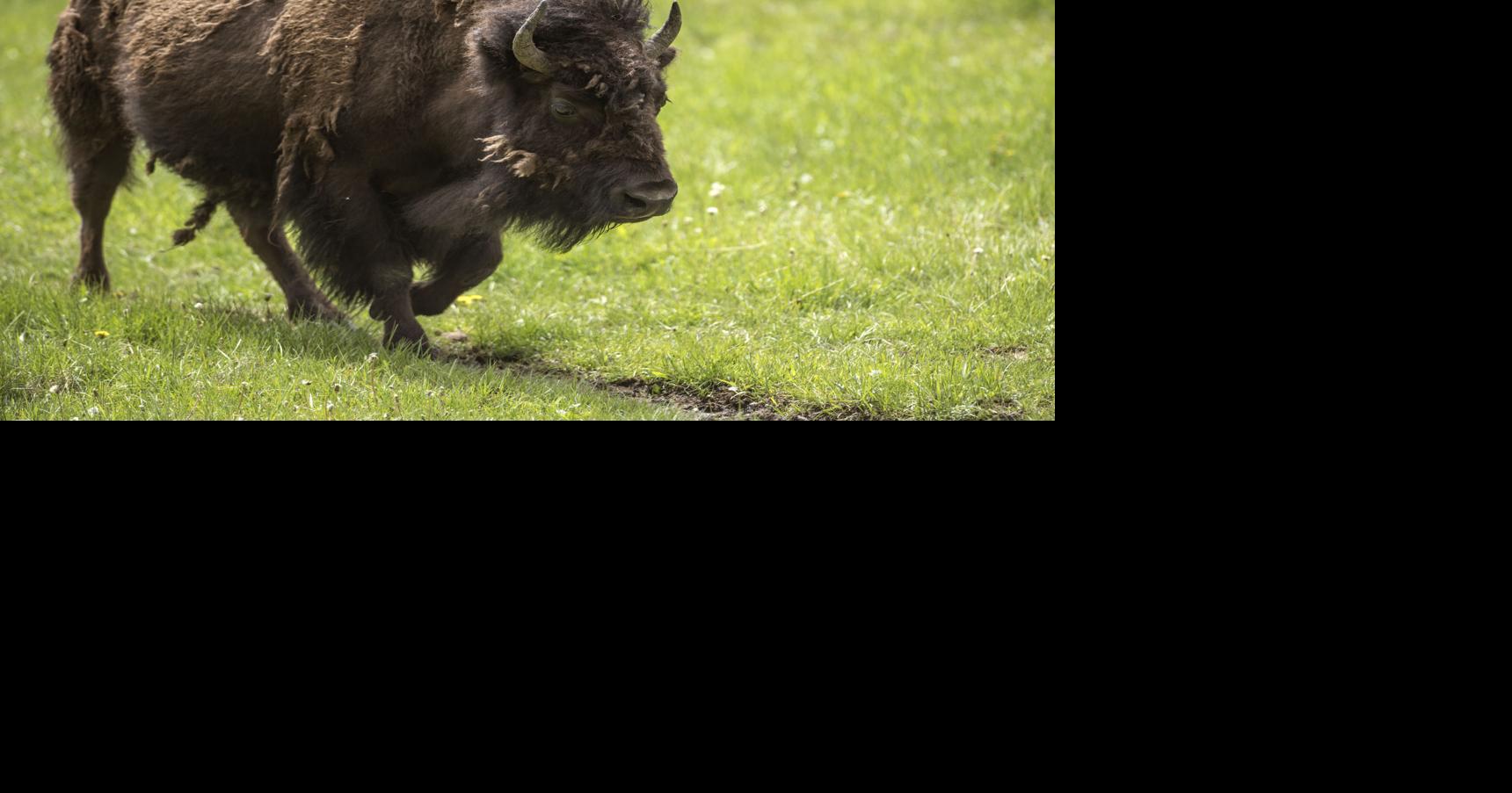 Officials plan to cull between 500 and 700 Yellowstone bison this ...